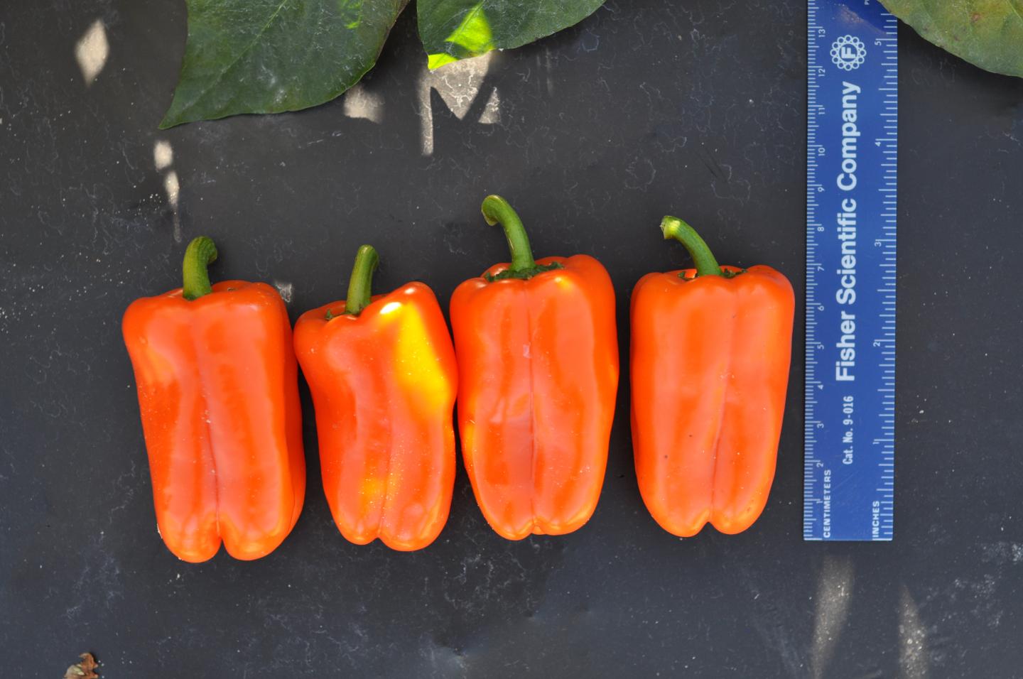 Snack peppers find acceptance with reduced seed count - American ...