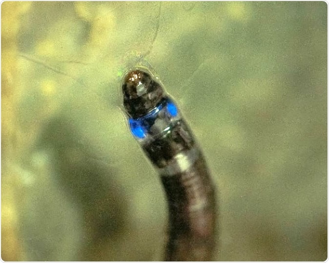 Discovery of first blue light emitting South American insect - American ...