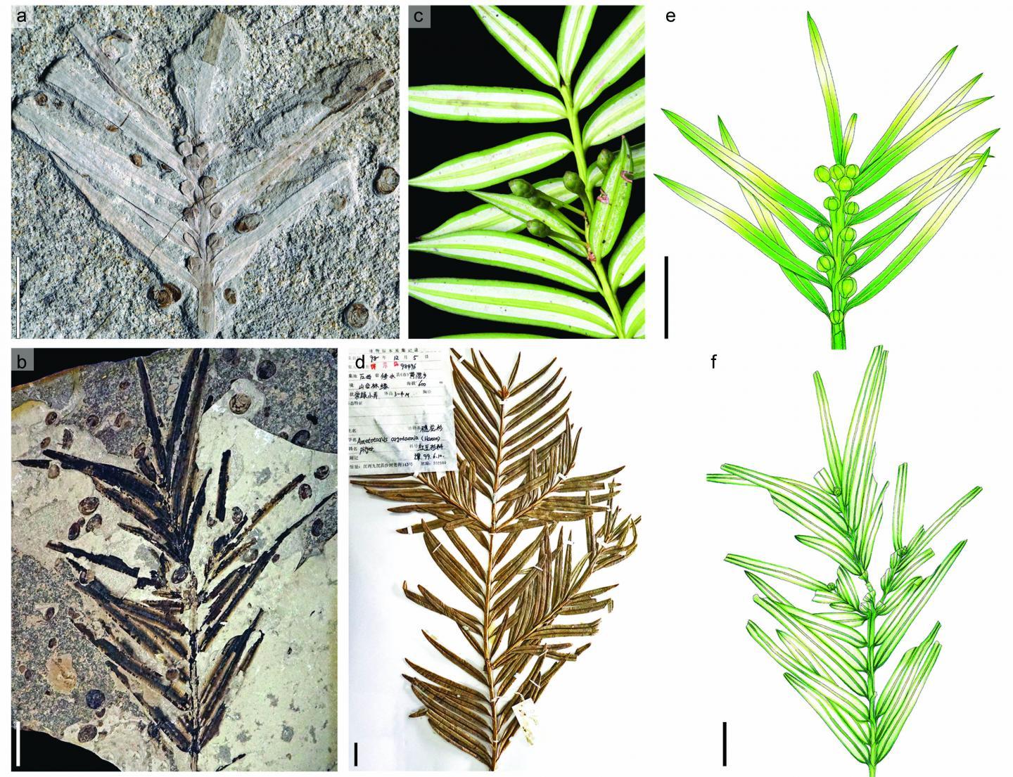 Jurassic fossils from northeastern China reveal morphological stasis in ...