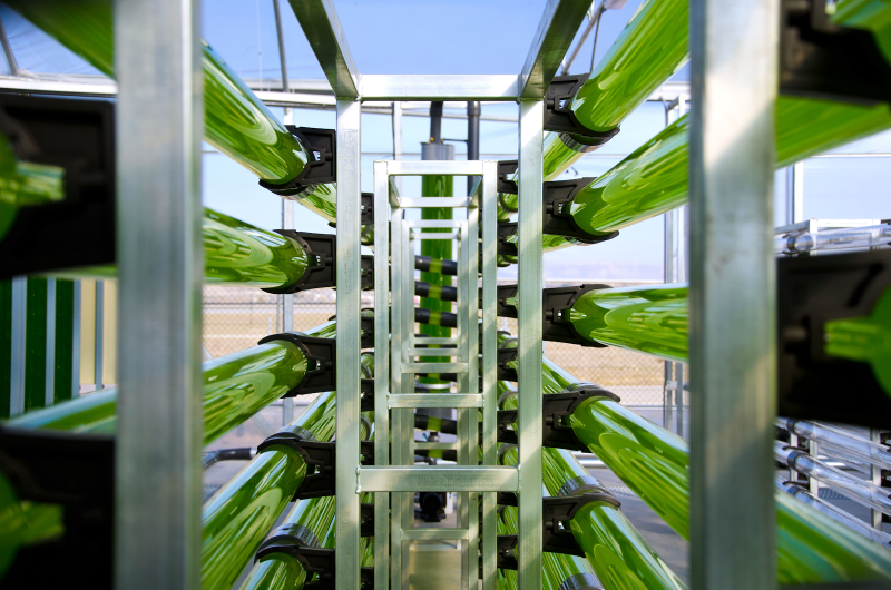 After Years of Neglect, Algae Biotechnology Makes a... - Labiotech.eu ...