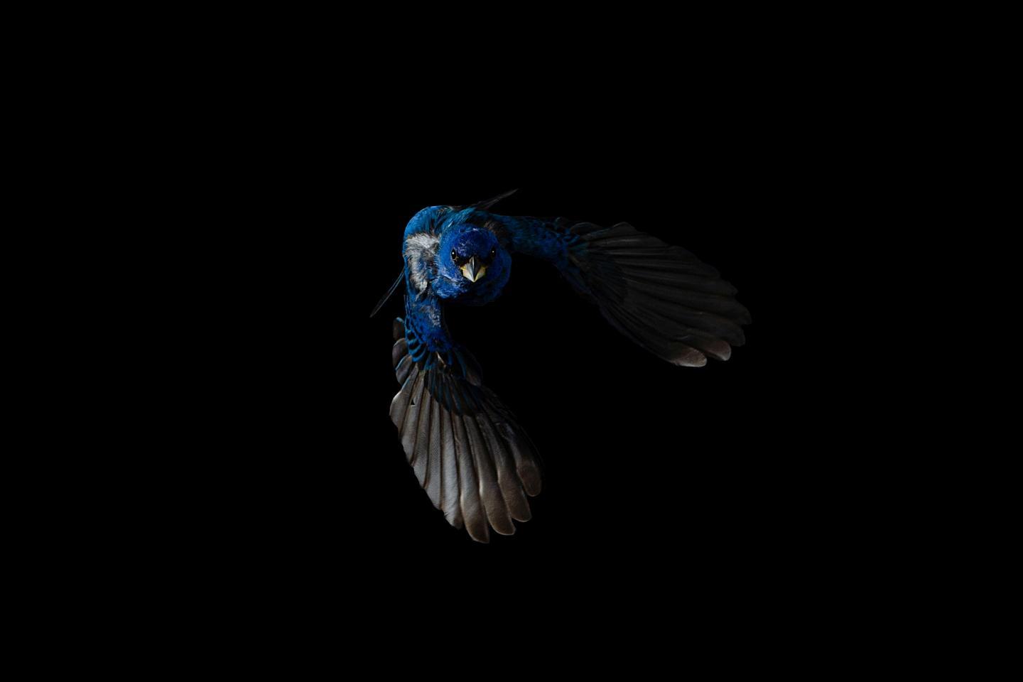 Migration and molt affect how birds change their colors - American ...