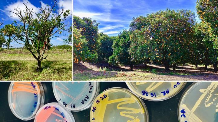 Understanding disease-induced microbial shifts may reveal new crop ...