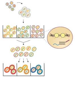 CRISPR Screening Combined with Chromatin Accessibility Sequencing ...