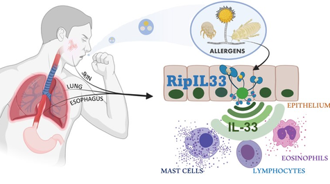 Allergies? Blame the Ripoptosome, an Allergen-Sensing “Platform ...