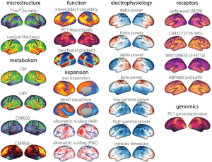 Brain Maps Together in One Place - American Biotech News