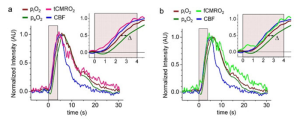 Oxygen Consumption Detection in the Brain Advances with New Technique ...