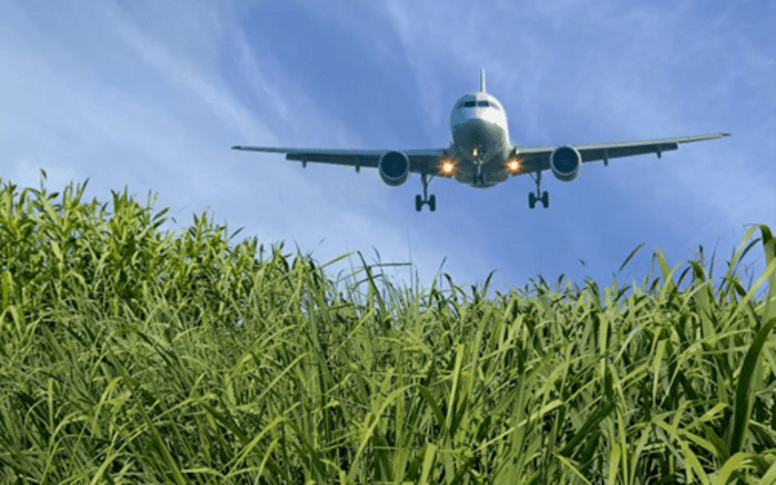 DOE funds next-generation Center for Bioenergy Innovation to advance ...