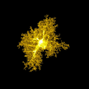 Study Finds Brain Astrocytes and Neurons Work Together in Obsessive ...