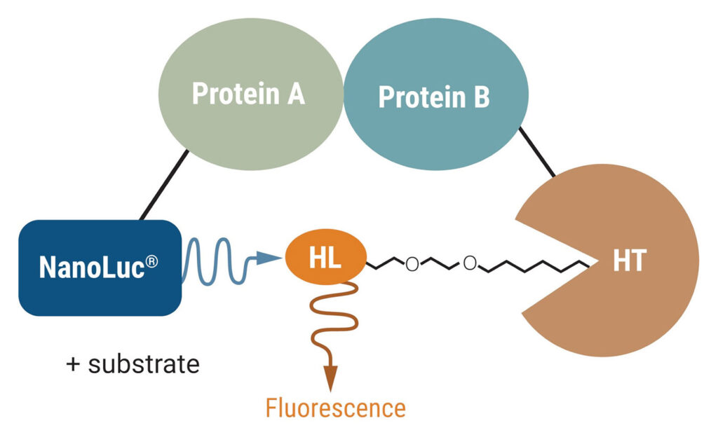 Protein-Protein Interactions Dance into the Spotlight - American ...