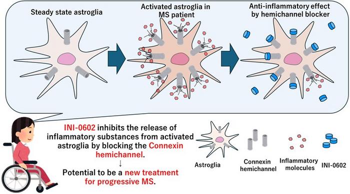 A new therapeutic target offers a promising pathway for multiple ...